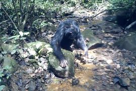 Scientists discover first evidence of chimpanzees hunting and eating ...