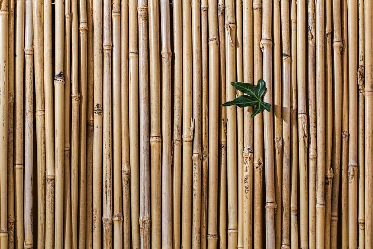 Top 5 Uses For Bamboo Plants - Earthpedia - Earth.com