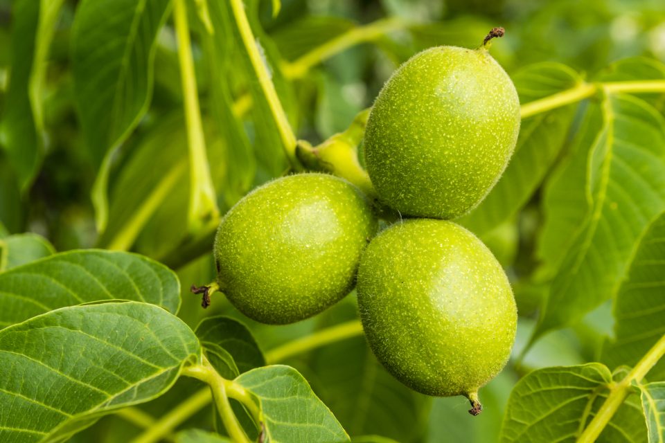 Scientists finally determine the origins of the Persian walnut • Earth.com