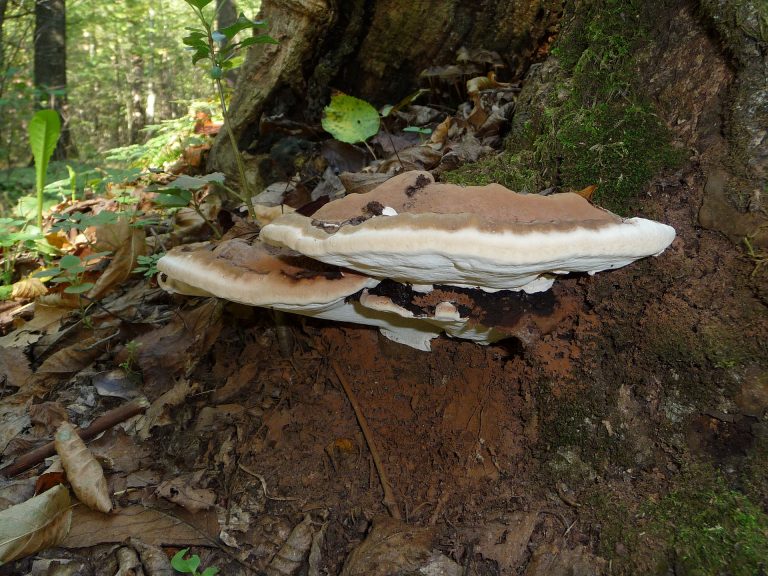 Guide to Identifying Tree Fungus (and the 3 Most Common Types) - Earthpedia - Earth.com