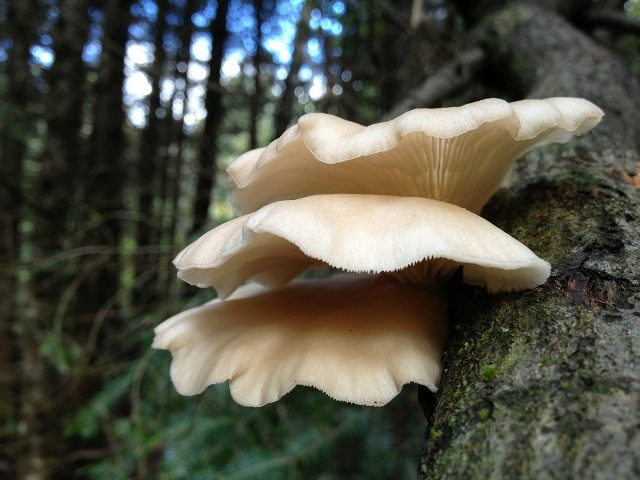 Guide to Identifying Tree Fungus (and the 3 Most Common Types) - Earthpedia - Earth.com