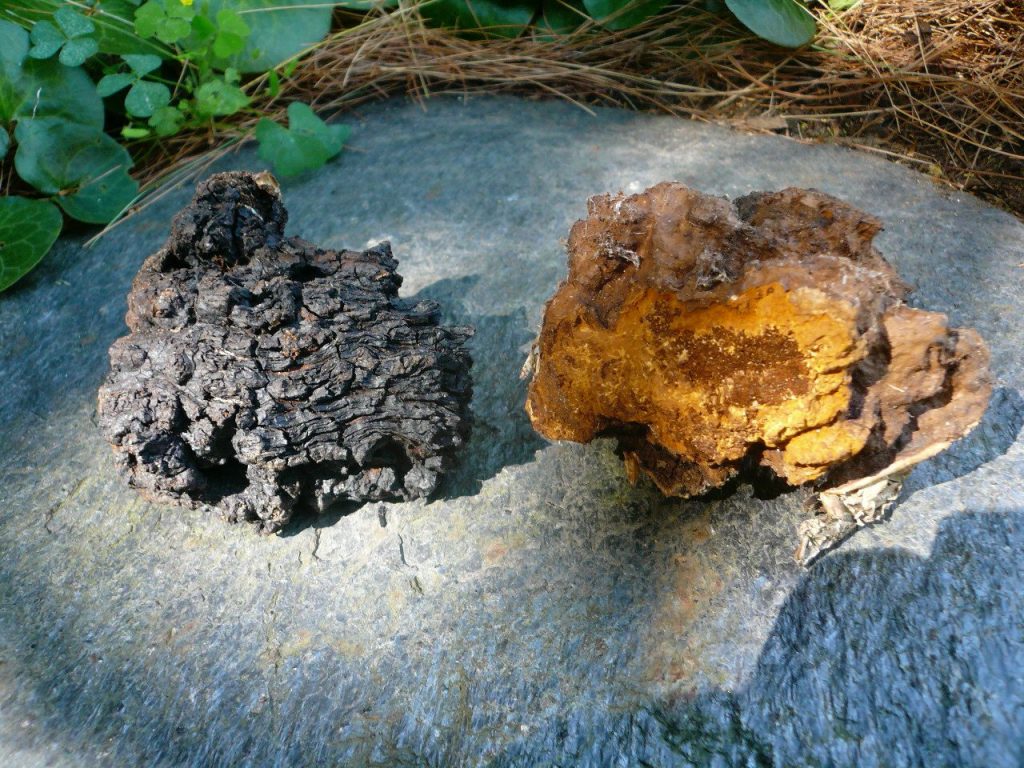What Is Chaga? Intro to the Alaskan Medicinal Mushroom - Earth.com