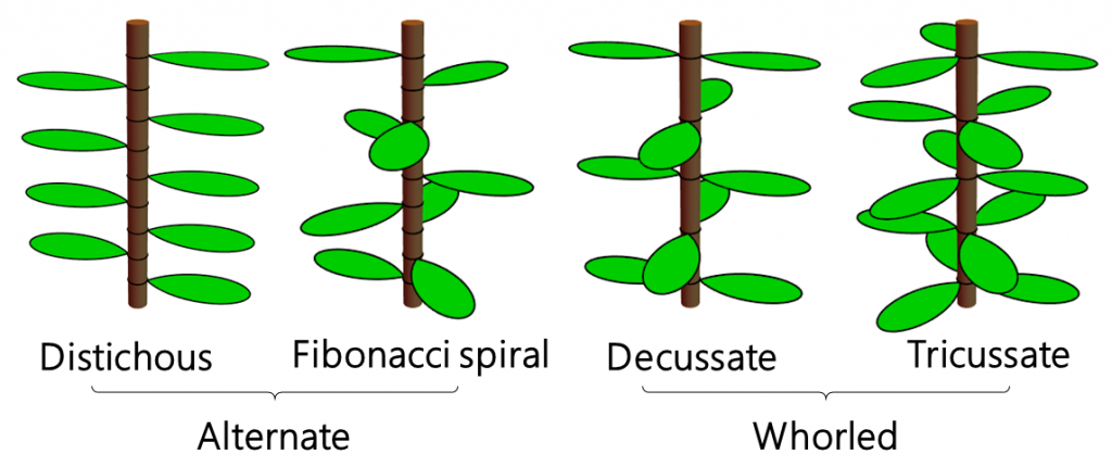 New formula discovered for mapping leaf patterns - Earth.com
