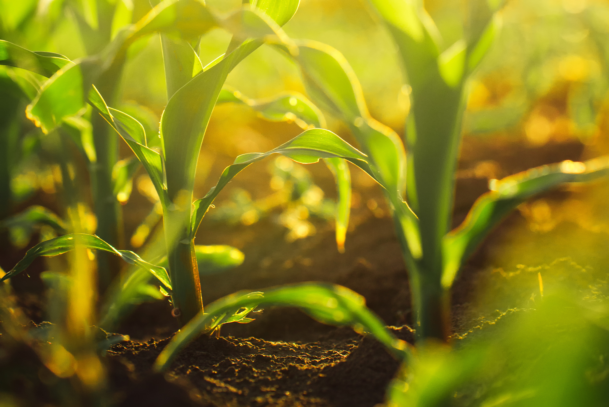 Scientists Identify A Gene That Can Be Used To Grow More Productive Crops