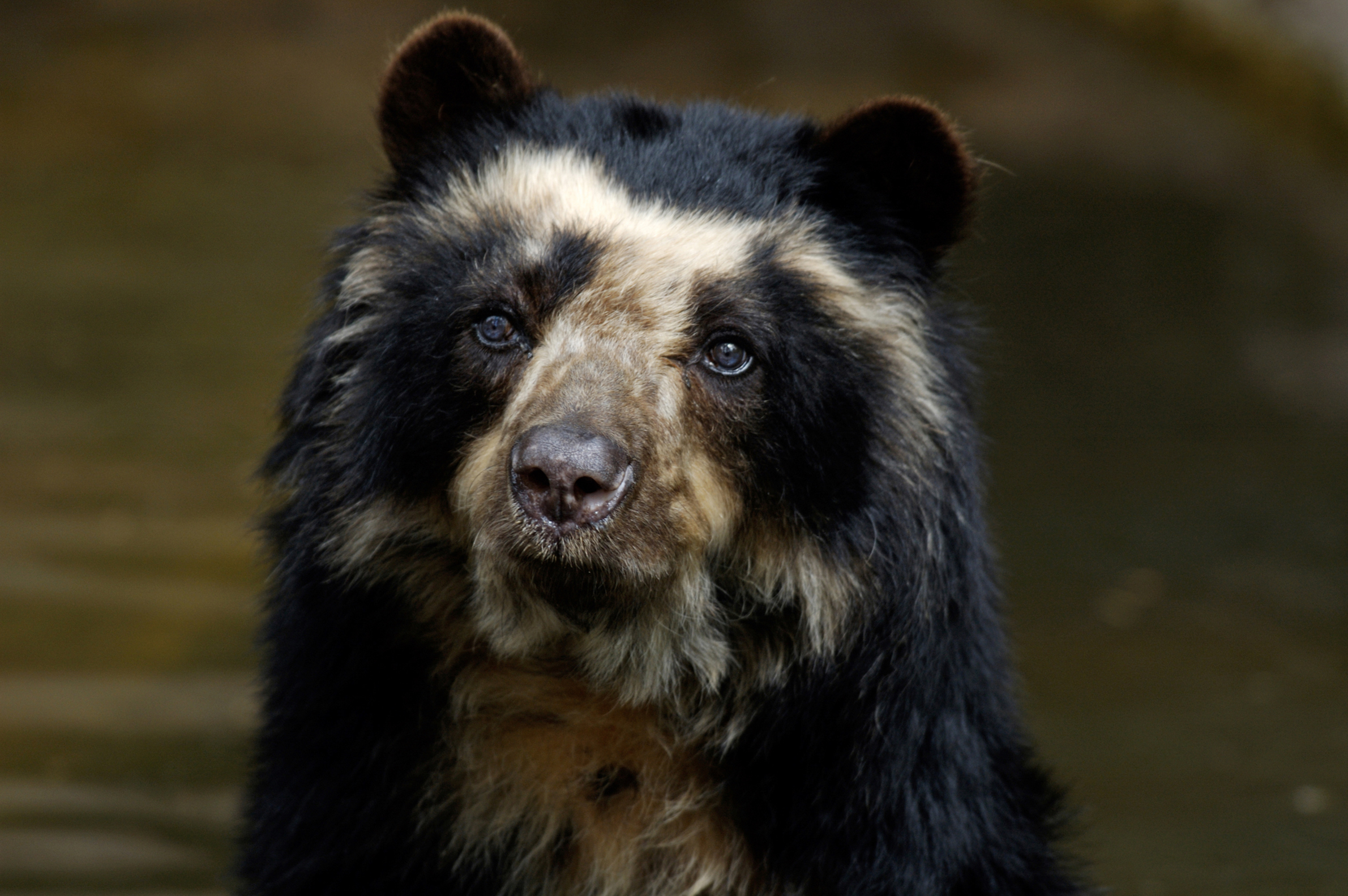 Andean bears are threatened by superstitious trade of their body parts ...