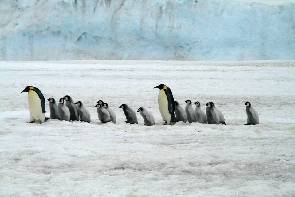 Are Penguins Birds? - Earthpedia - Earth.com