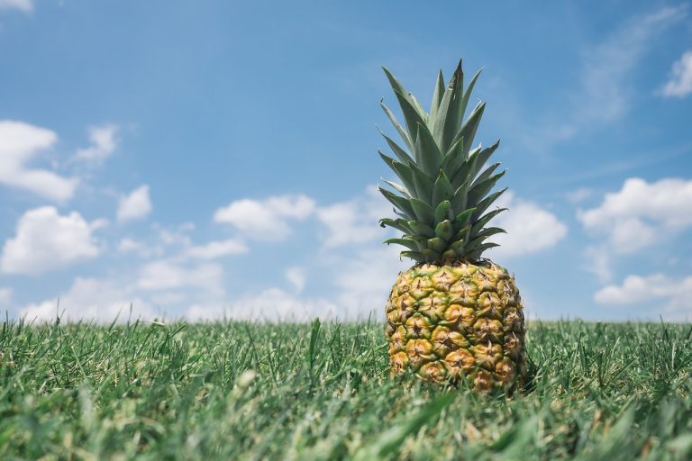 How Do Pineapples Grow? - Earthpedia - Earth.com