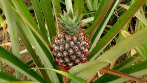 How Do Pineapples Grow? - Earthpedia - Earth.com