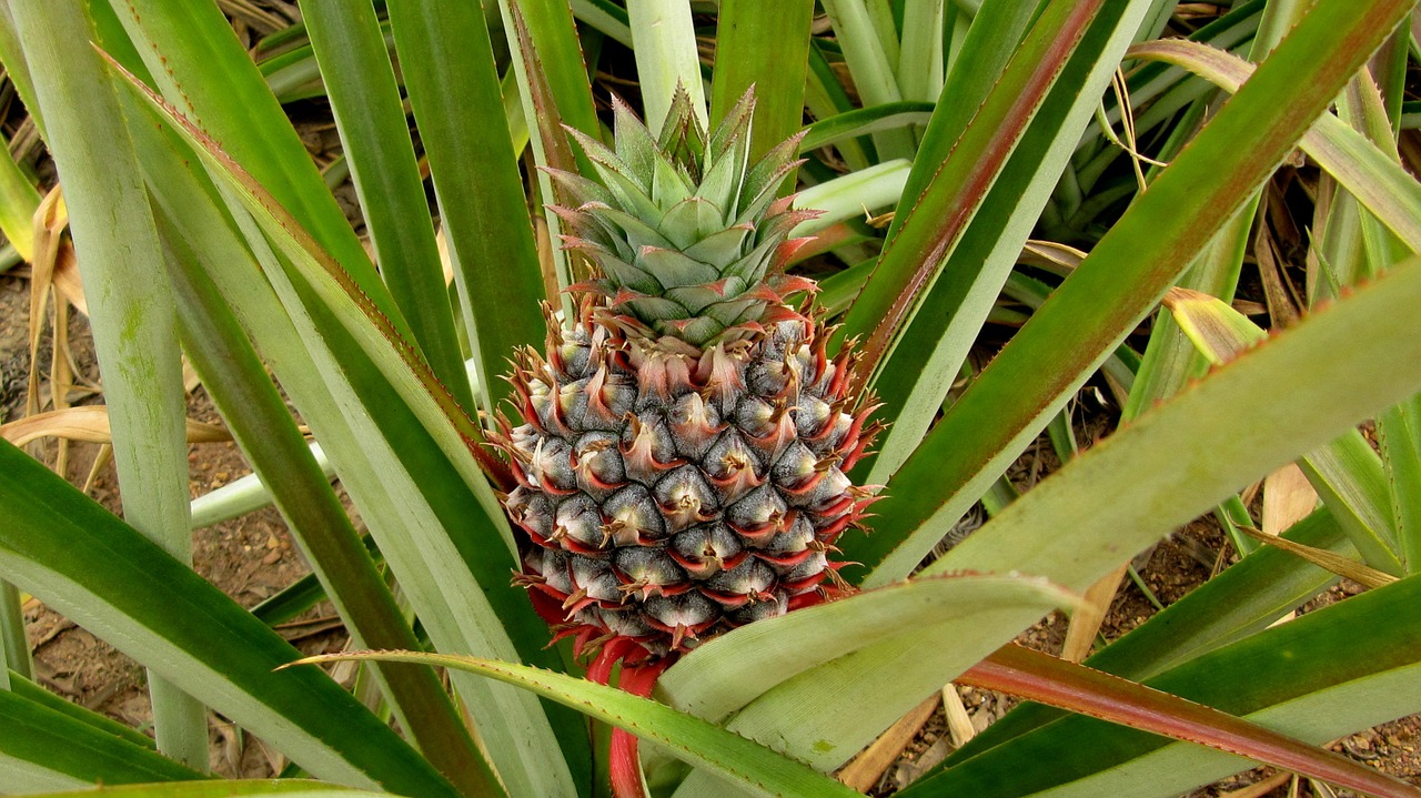 How Do Pineapples Grow? - Earthpedia - Earth.com