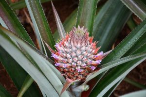 How Do Pineapples Grow? - Earthpedia - Earth.com