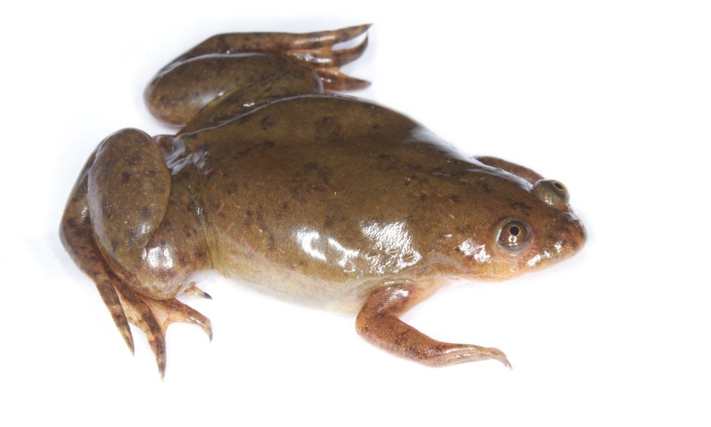 Quantum leap: The invasion of the African clawed frog - Earth.com