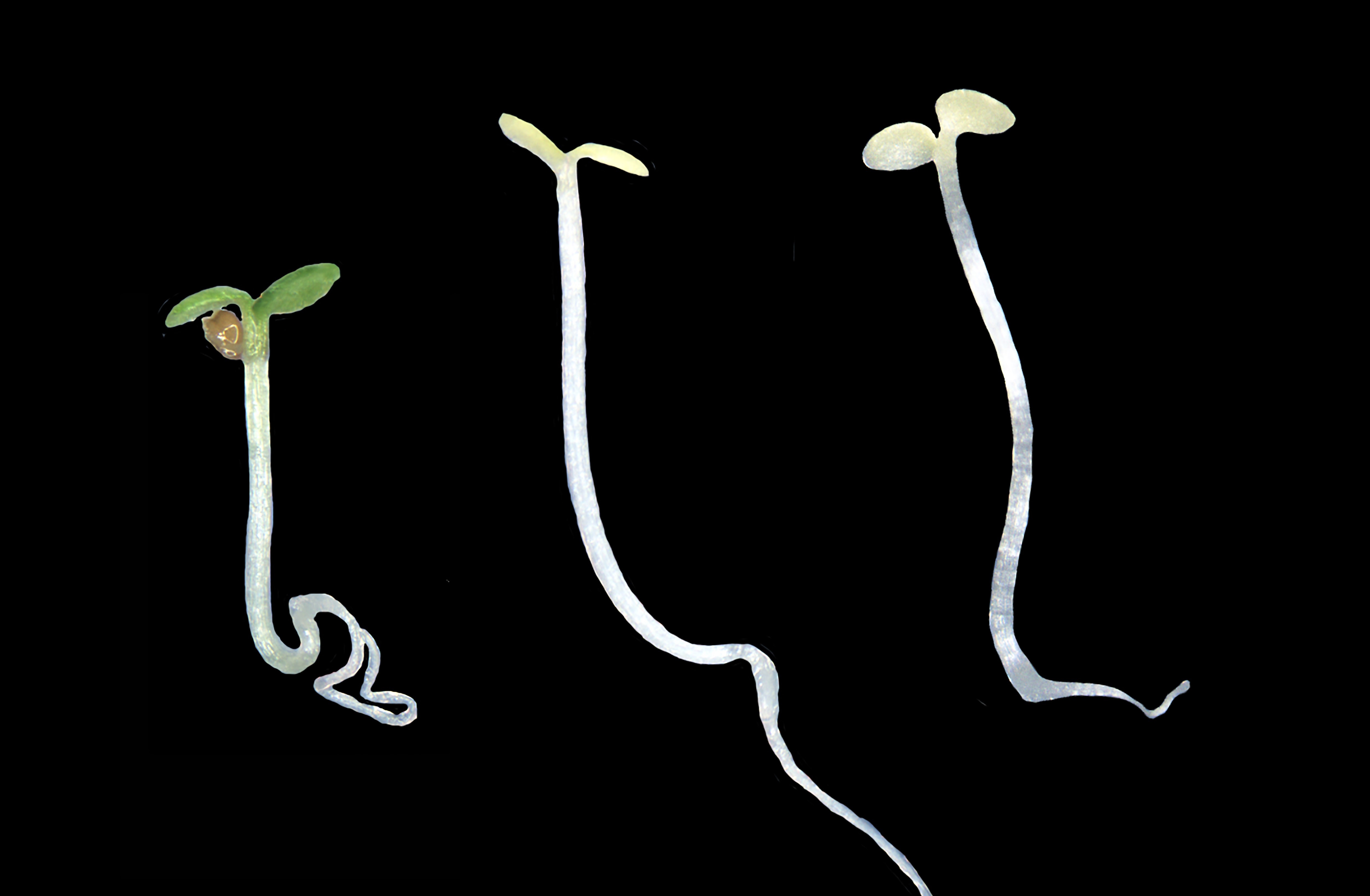 Scientists identify two genes involved in the growth and greening of ...