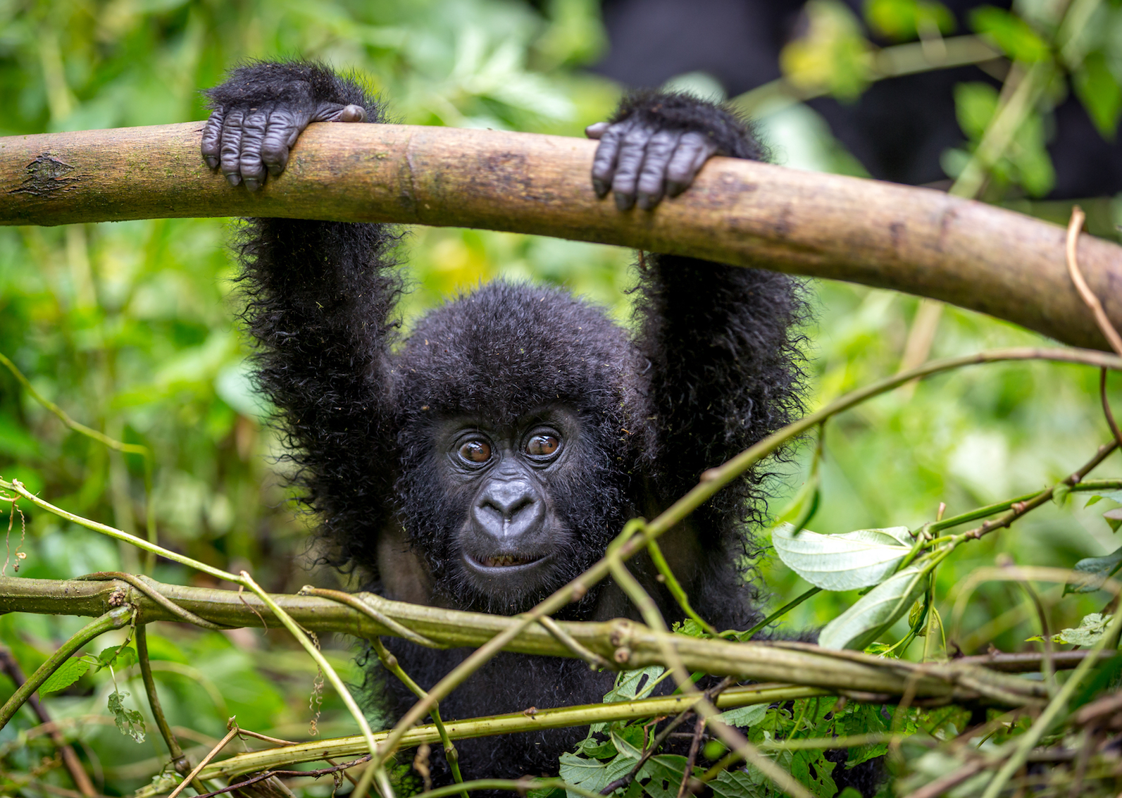Growing global demand for commodities is pushing primates toward ...