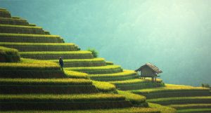 What Is Terrace Farming? - Earthpedia - Earth.com