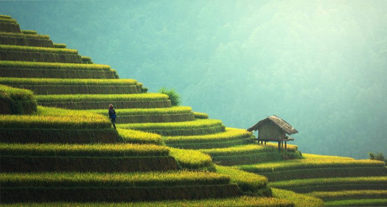 What Is Terrace Farming? - Earthpedia - Earth.com
