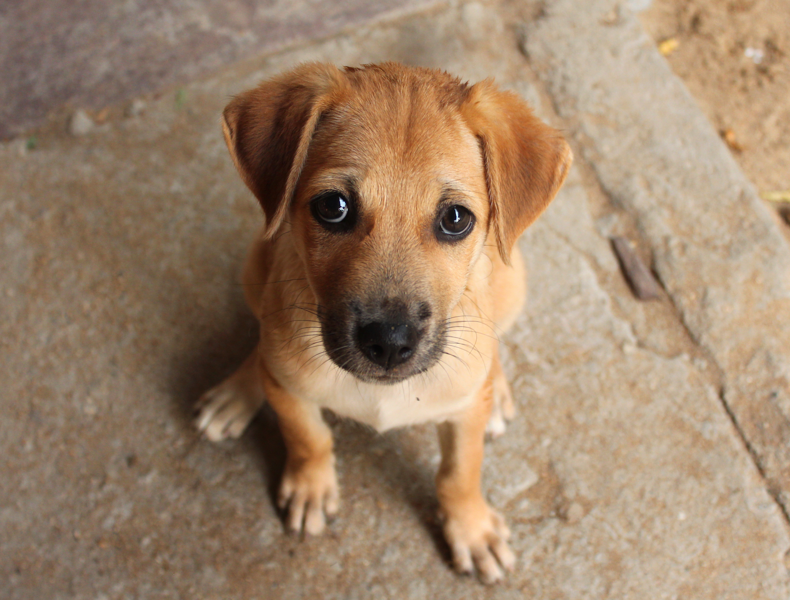 Dogs Evolved Their puppy Dog Eyes To Appeal To Humans Earth Dogs Evolved Their puppy Dog Eyes To Appeal To Humans Earth