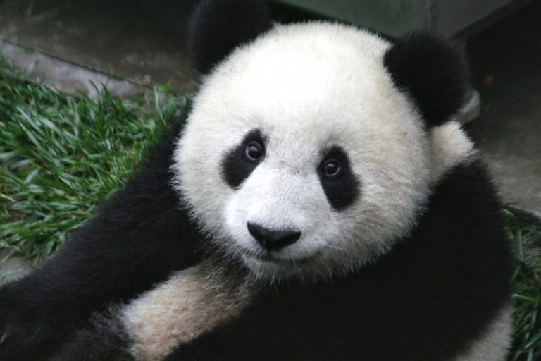 Why Are Pandas Endangered? - Earthpedia - Earth.com