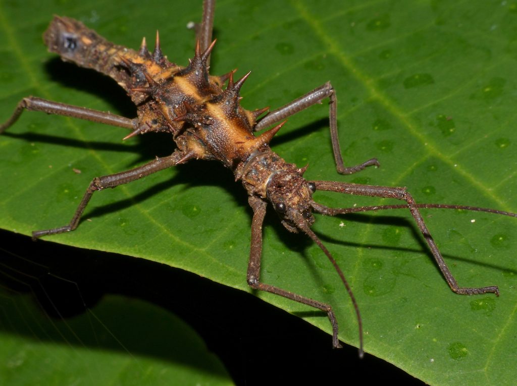 Fantastic phasmids: The mysterious lives of stick insects - Earth.com