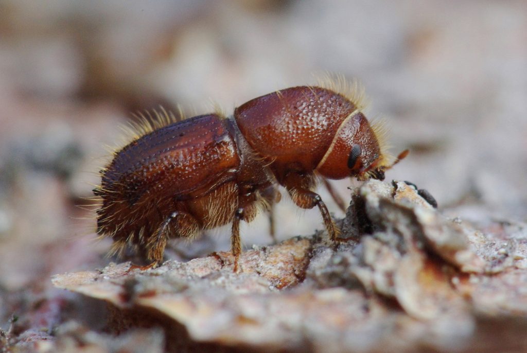 A boom in bark beetles has left timberlands devastated - Earth.com