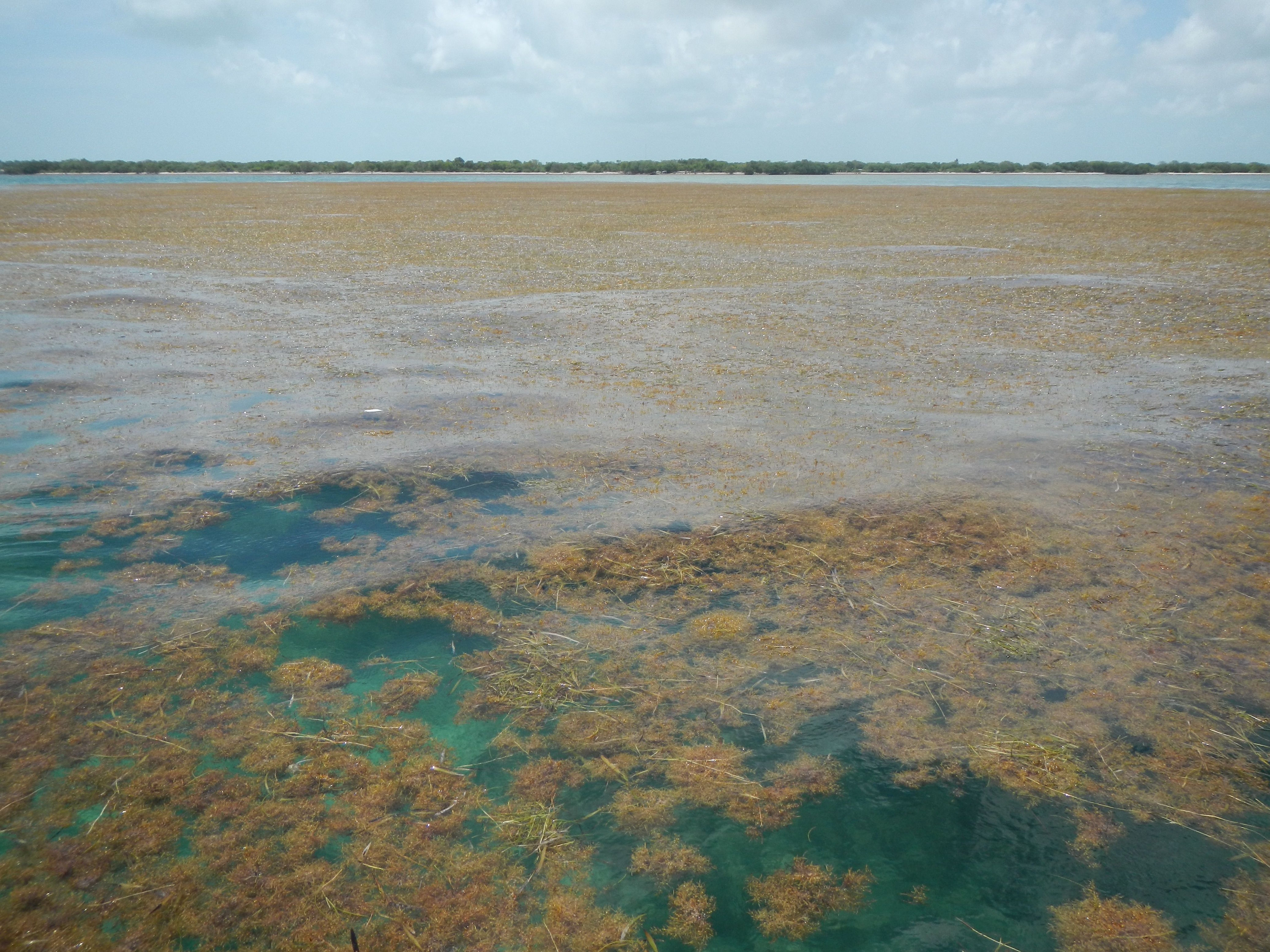 Record-breaking macroalgae blooms are appearing in the Atlantic Ocean