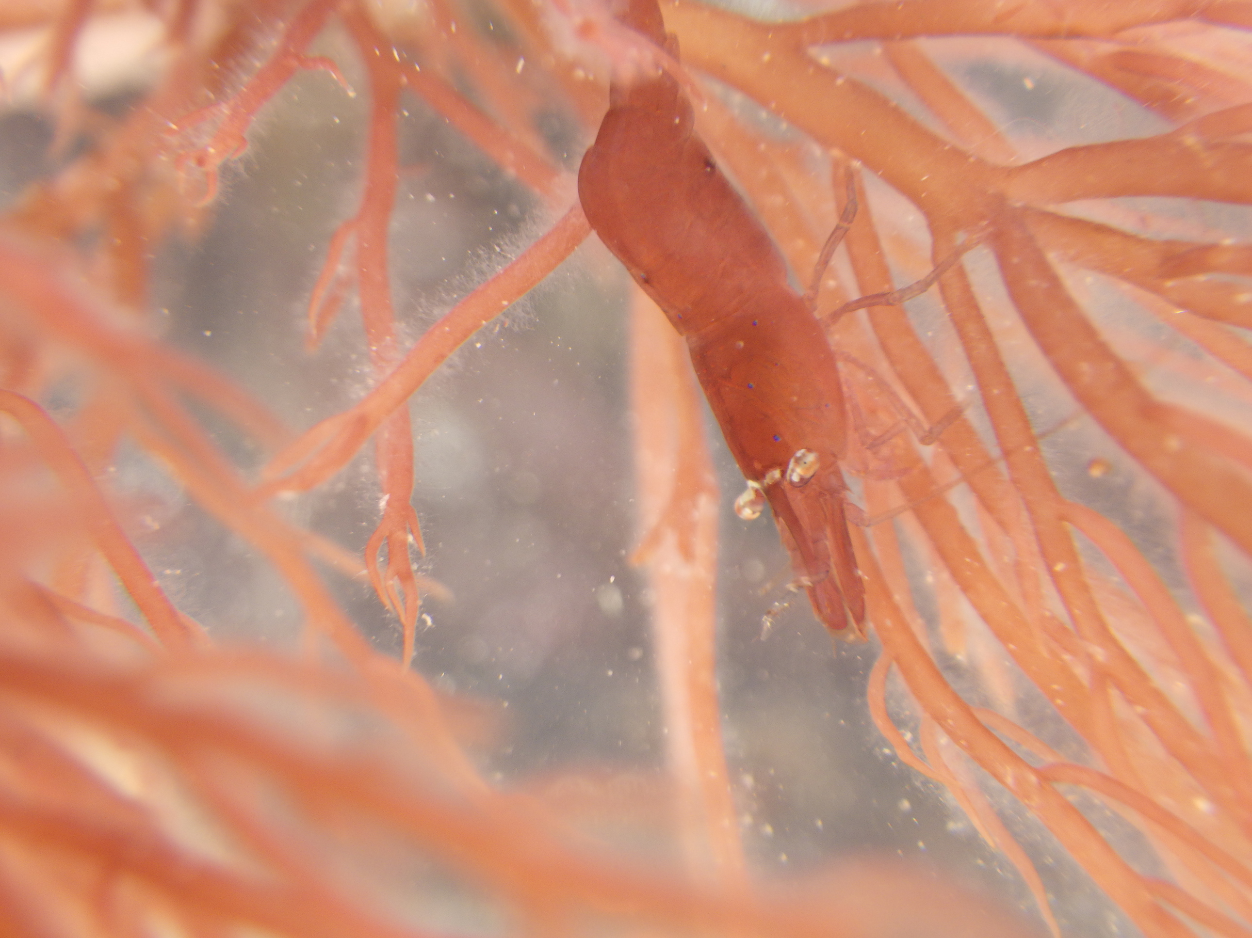 Chameleon prawns change colors based on the season - Earth.com