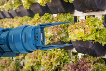 'Vegebot' can harvest lettuce thanks to machine learning • Earth.com