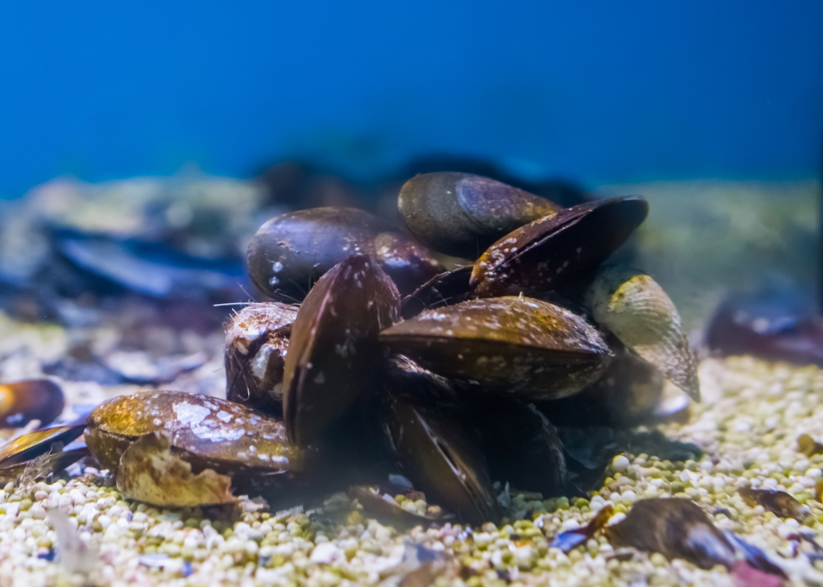 Noise from ships induces stress-related changes in mussels - Earth.com