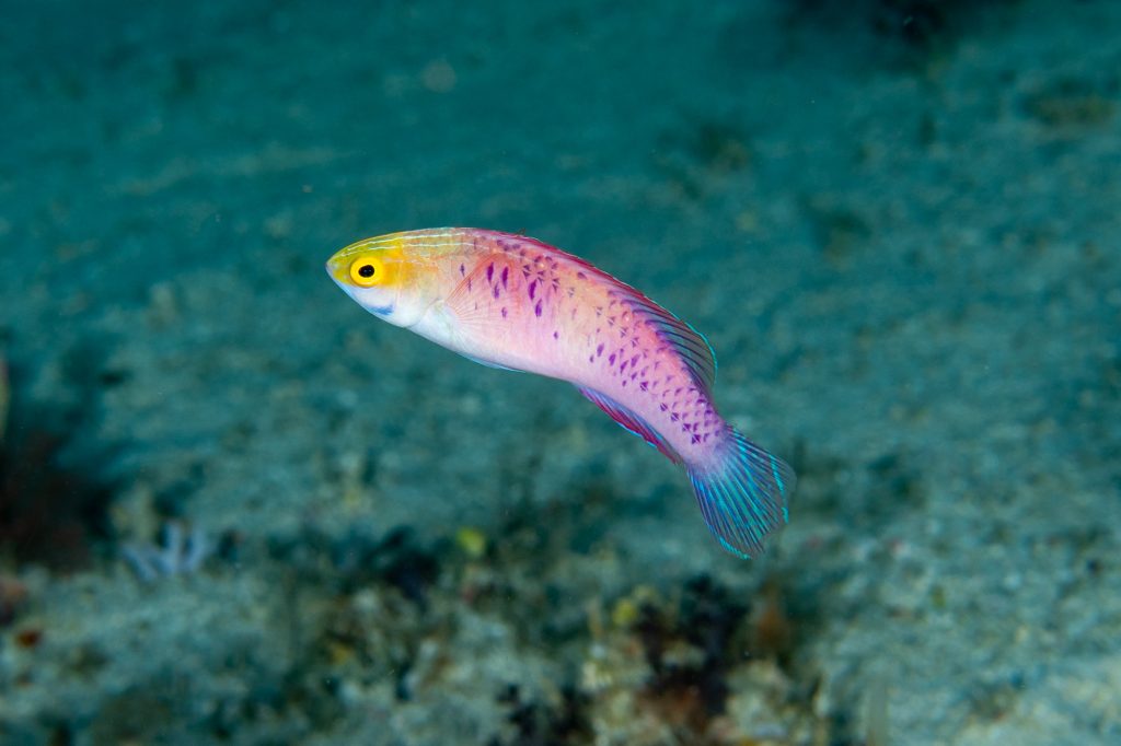 New species of purple reef-dwelling fish named after Wakanda - Earth.com