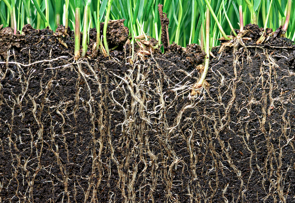 Newly Identified Gene Will Help Scientists Create Plants With Deeper 