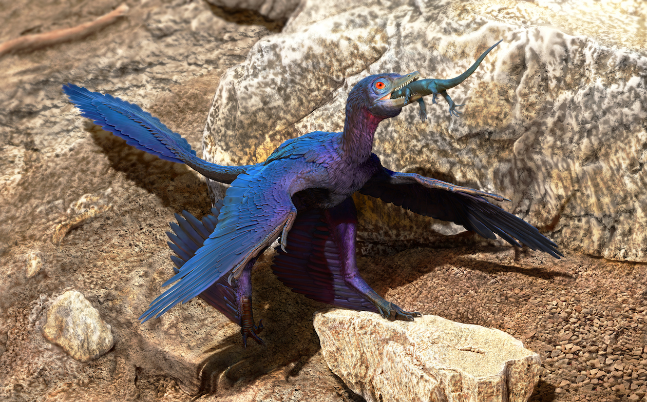 Lizard found almost fully preserved in the stomach of a microraptor ...