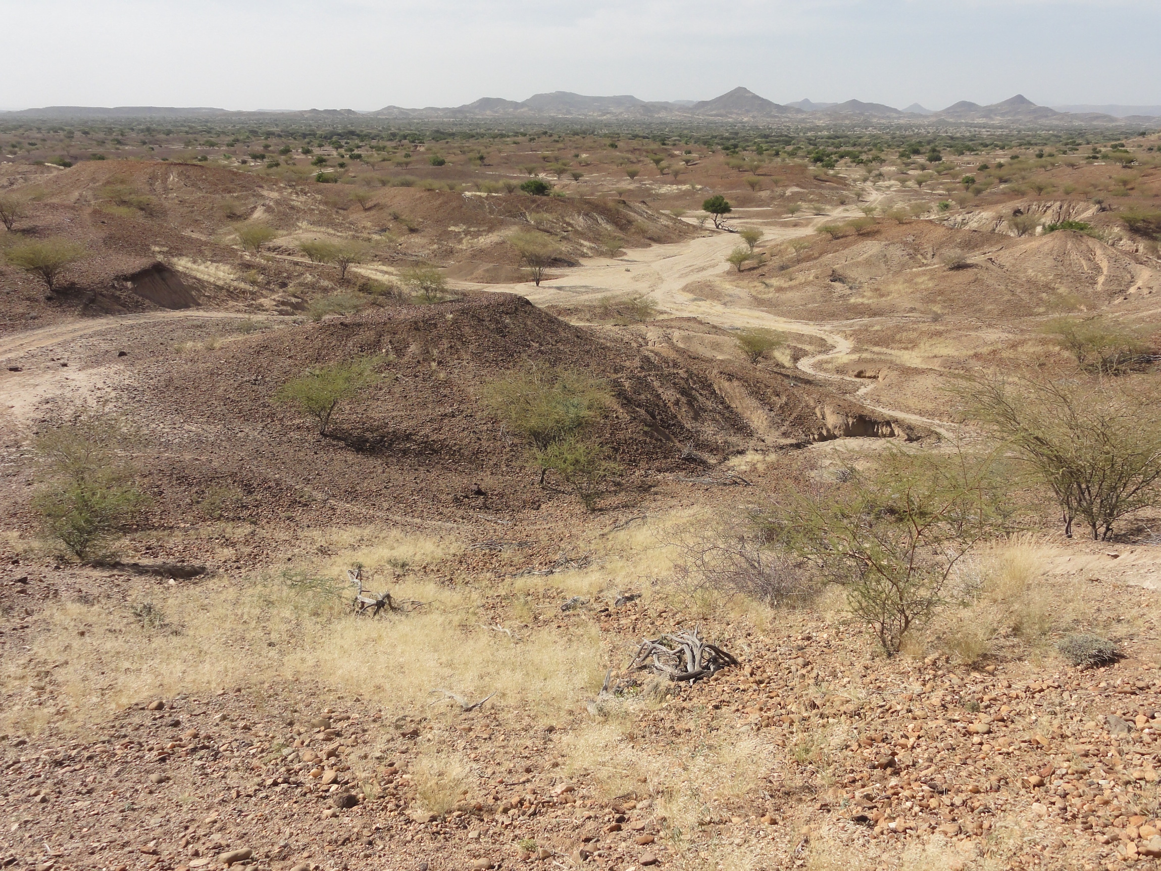 Fossil of a tiny monkey species found in Kenya - Earth.com