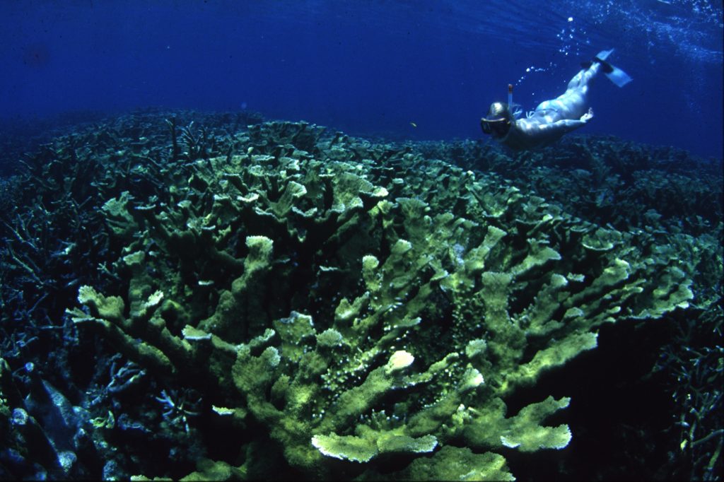 Nitrogen runoff is also killing coral reefs • Earth.com