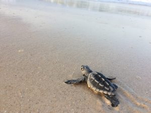 Rising temperatures threaten Cape Verde turtle population - Earth.com