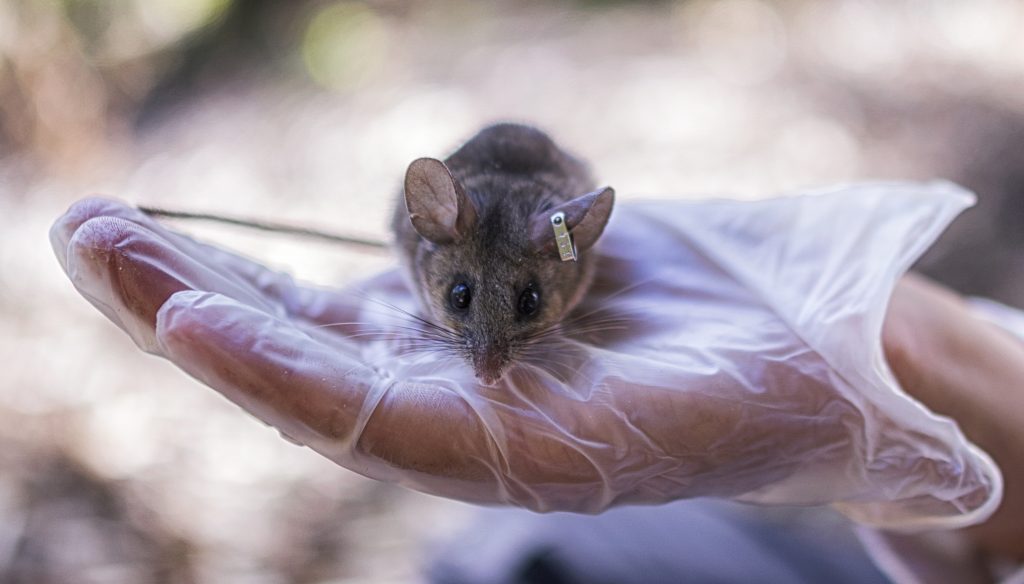 Human Sounds Cause Predators To Hide While Prey Bravely Venture Out