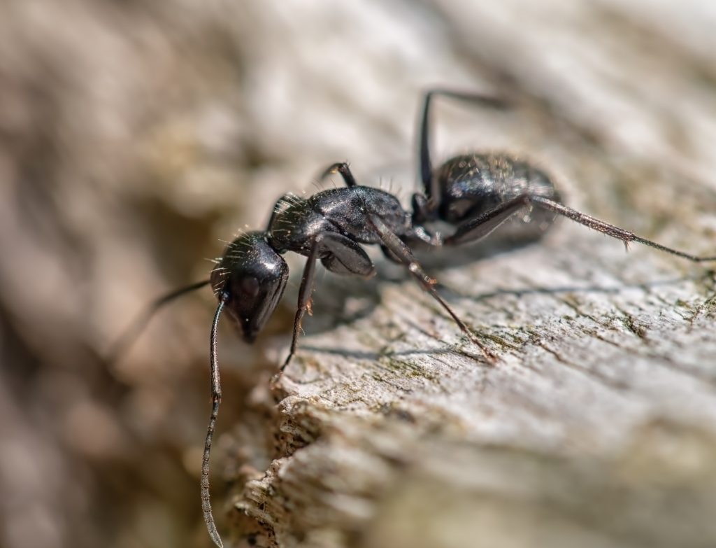 Invasive fungus skips the brain and goes right for the jaw of its ant ...