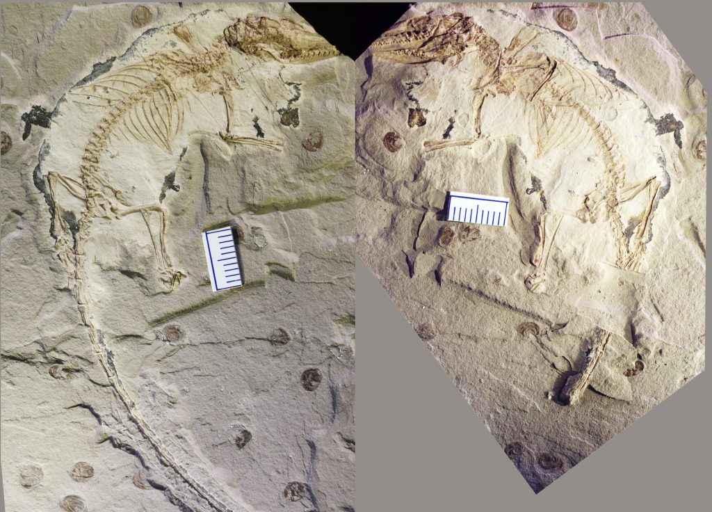 Jurassic fossil reveals how early mammals developed the ability to ...