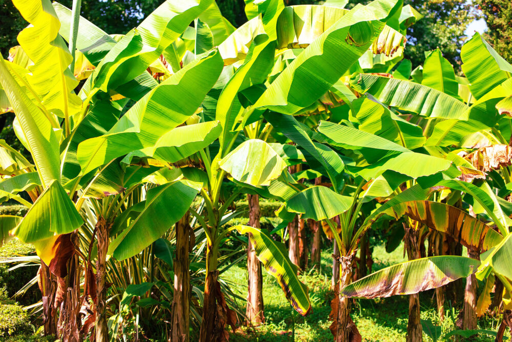 How to Identify the 10 Most Common Fruit Plants - Earthpedia - Earth.com