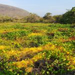 Wild parrots are destroying poppies to feed their opium addiction ...