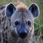 Wild parrots are destroying poppies to feed their opium addiction ...