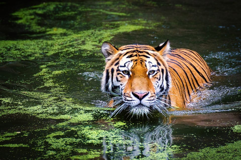 Are Tigers Endangered? What Does Endangered Even Mean? -Earth.com