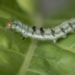 Wild parrots are destroying poppies to feed their opium addiction ...