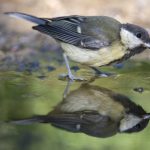 New bioengineering method could improve rice crop yields • Earth.com