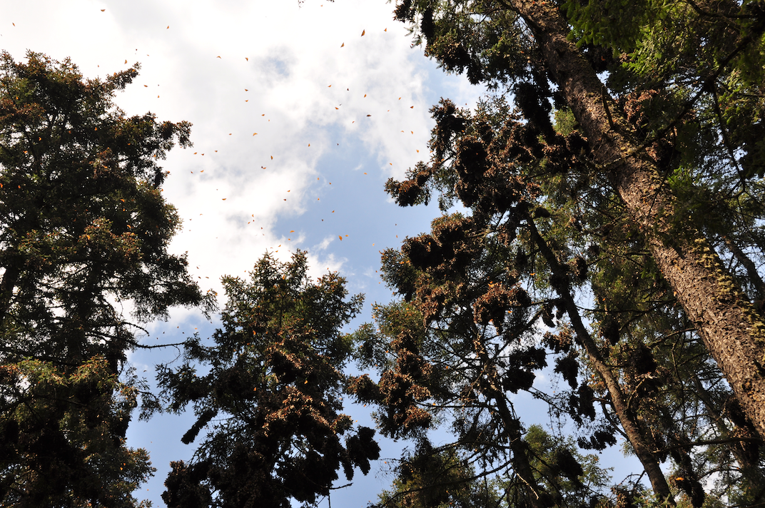 Temperatures control the timing of hibernation for monarch butterflies