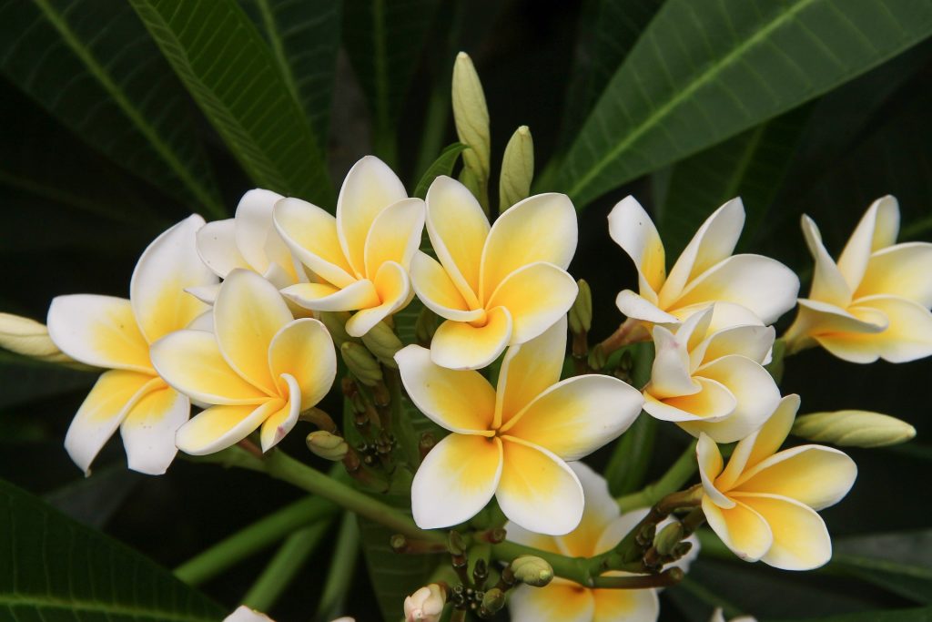 Hawaiian Flower Identification for Beginners - Earthpedia - Earth.com