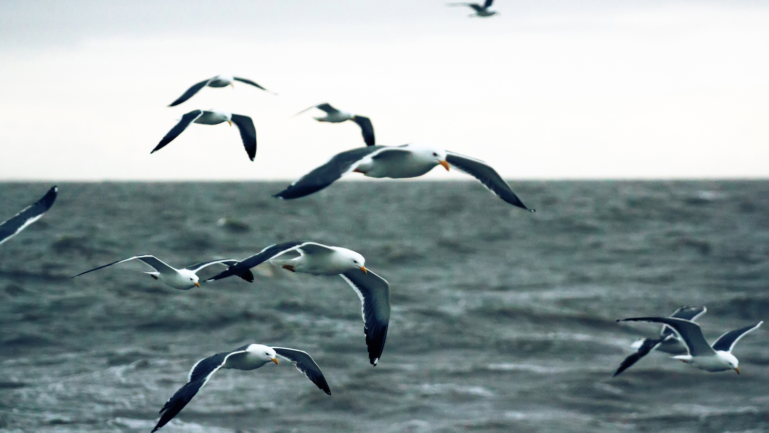Birds with darker wing feathers have increased flight efficiency ...
