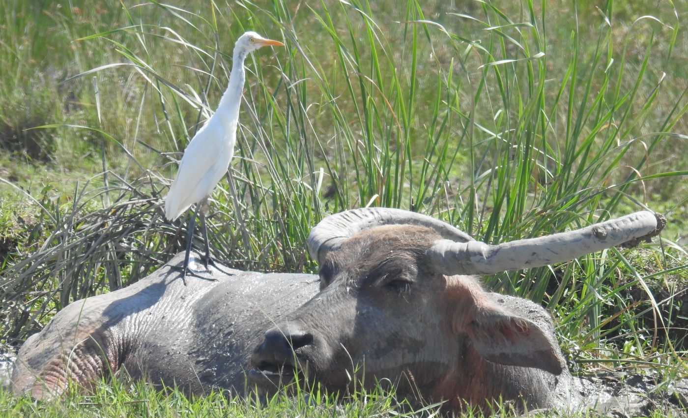 Symbiosis Examples Commensalism