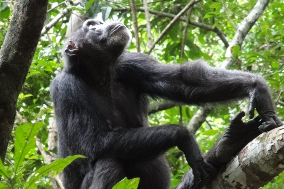Humans and chimps have different foraging patterns in the rainforest