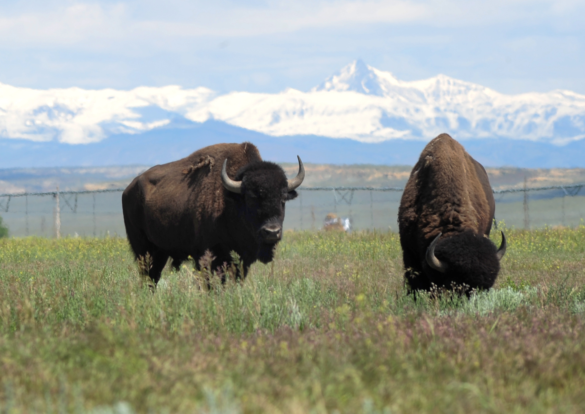 Wind River Reservation welcomes bison in historic exchange between ...