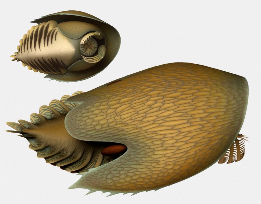 New species of Cambrian predator discovered in 506 million year old shale