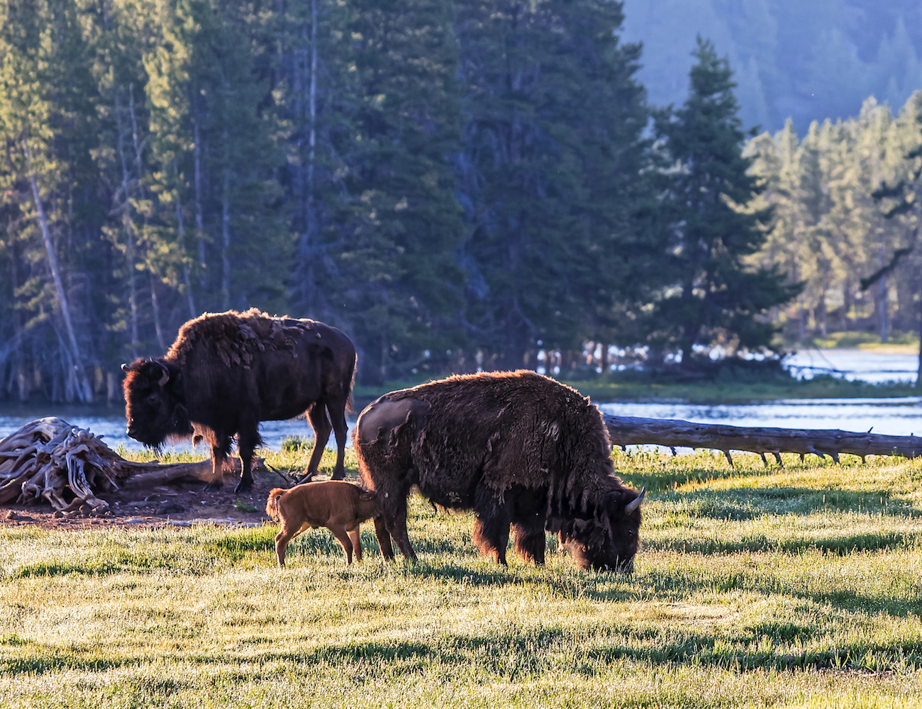 National Park Service issues warning after bison attacks child who got ...